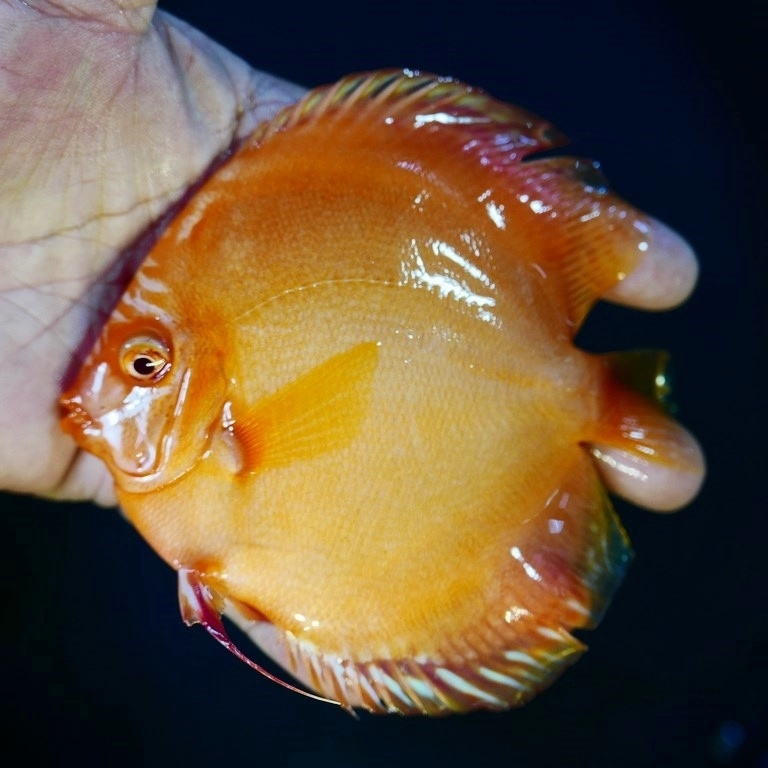 Intermediate Albino Golden Discus | Discus.com