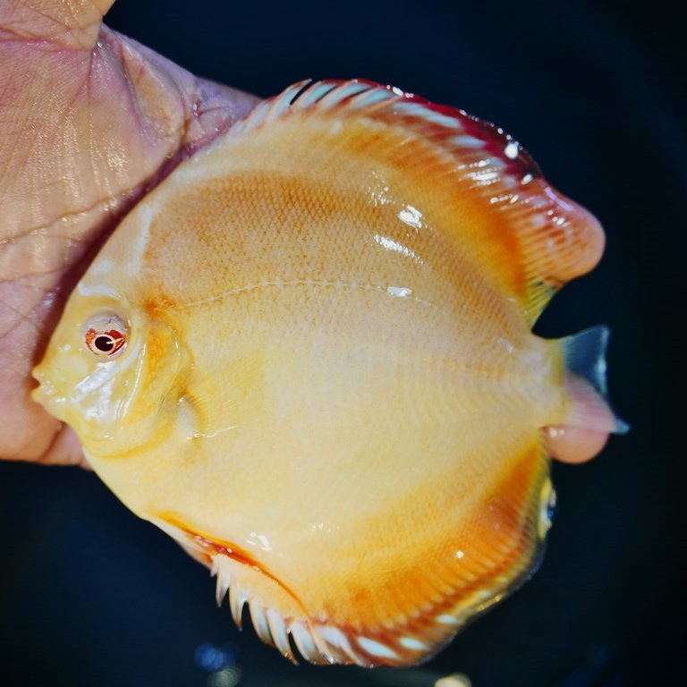 Intermediate Albino Golden Discus | Discus.com