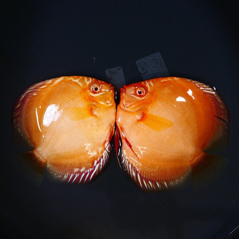 Intermediate Albino Golden Discus | Discus.com