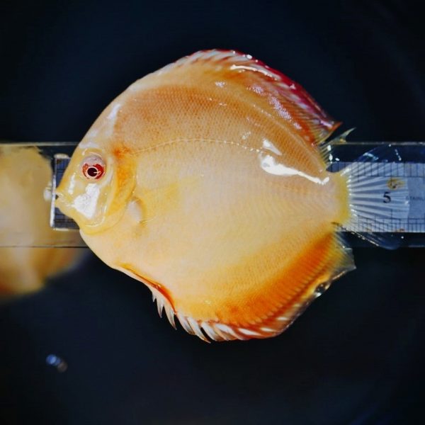 Intermediate Albino Golden Discus | Discus.com