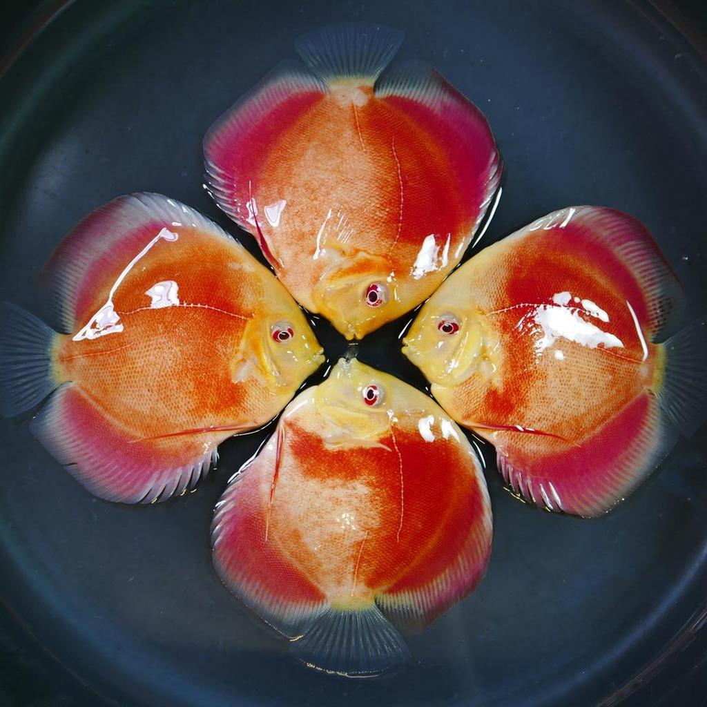 Albino Red Cover Discus | Discus.com