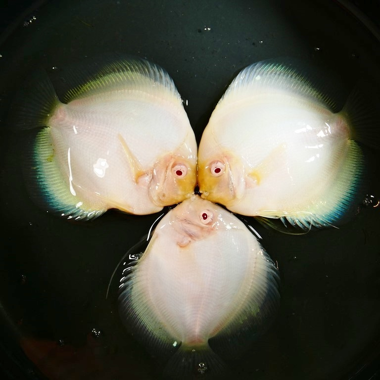 Albino Snow White Discus | Discus.com