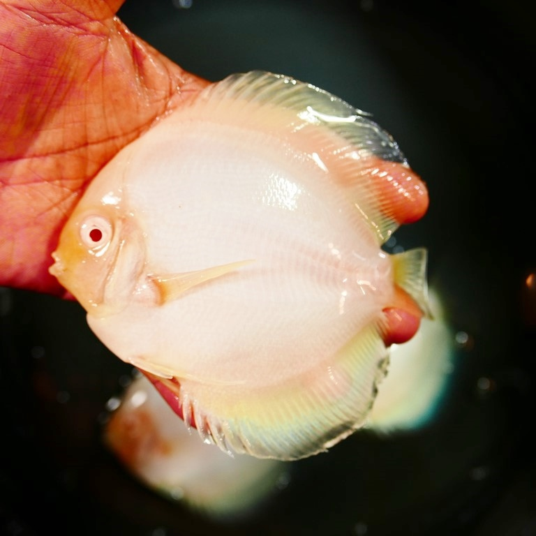 Albino Snow White Discus | Discus.com