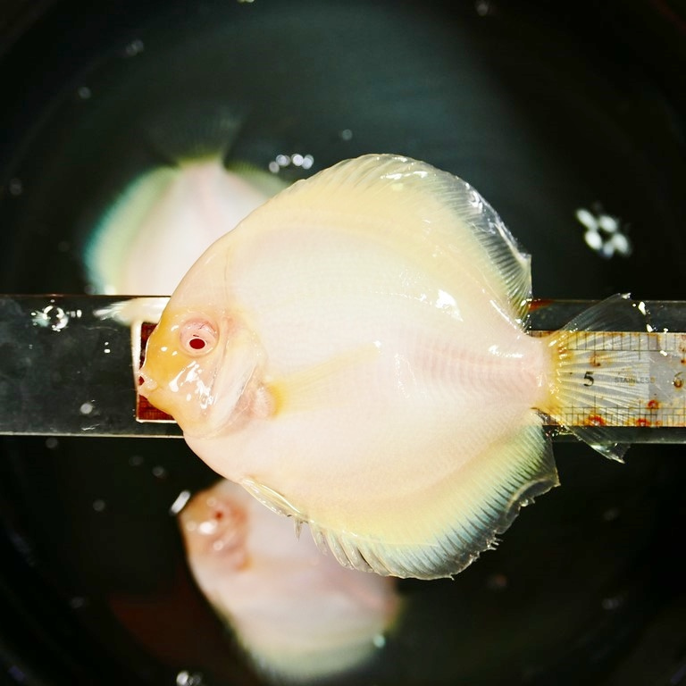 Albino Snow White Discus | Discus.com