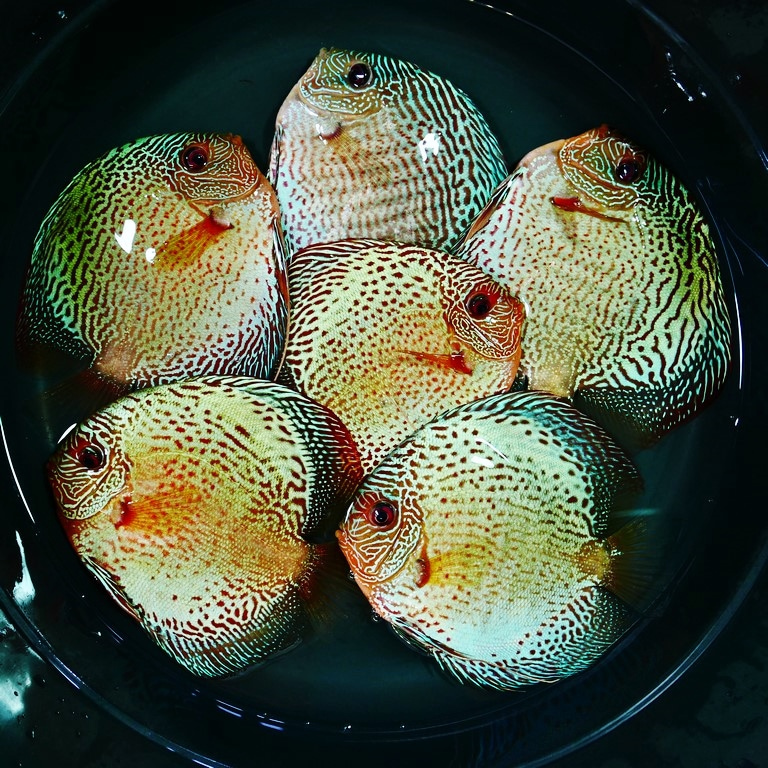 Ocean Green Snakeskin Discus | Discus.com