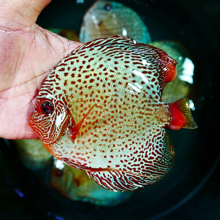 Ocean Green Snakeskin Discus | Discus.com