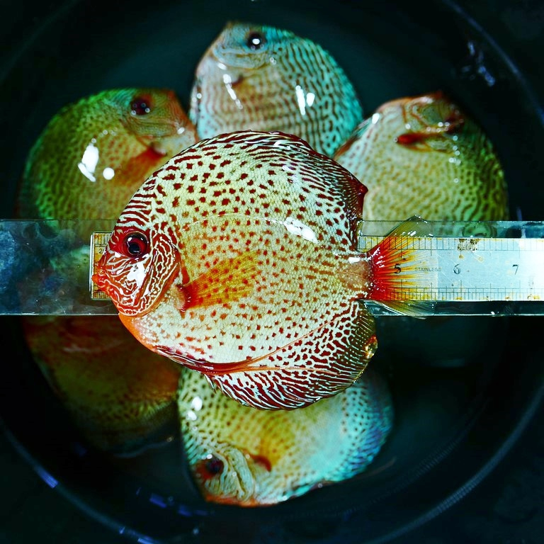 Ocean Green Snakeskin Discus | Discus.com