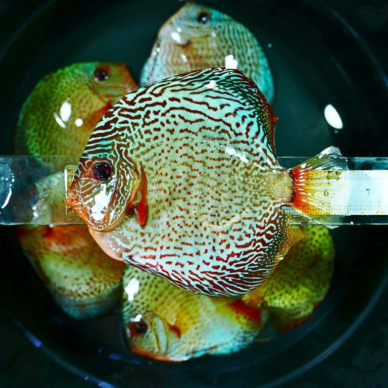 Ocean Green Snakeskin Discus | Discus.com