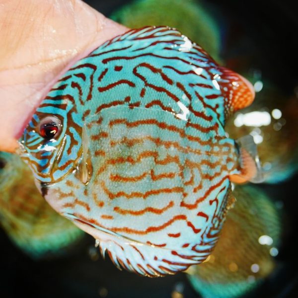 Classic Blue Turquoise Discus | Discus.com