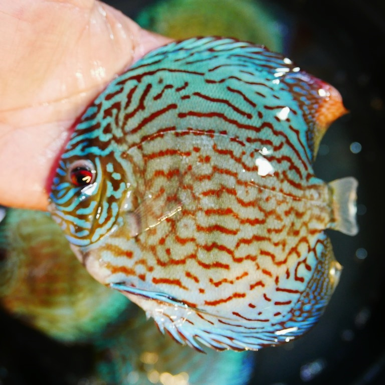 Classic Blue Turquoise Discus | Discus.com