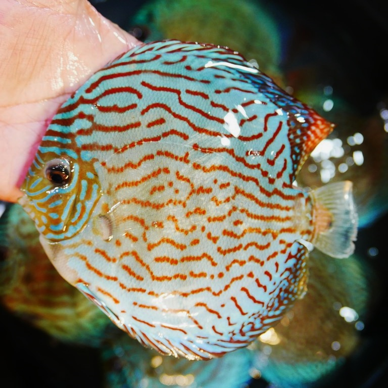 Classic Blue Turquoise Discus | Discus.com