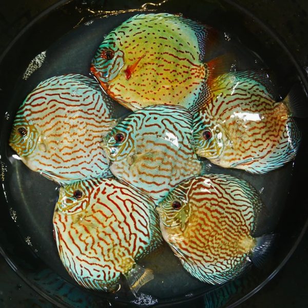 Classic Blue Turquoise Discus | Discus.com