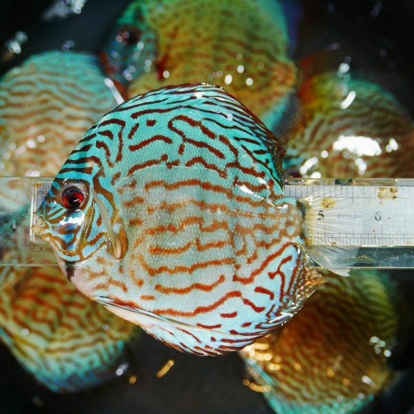 Classic Blue Turquoise Discus | Discus.com