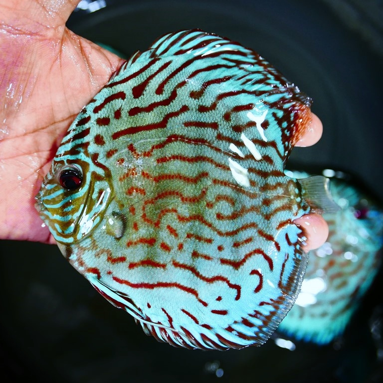 Brilliant Blue Turquoise Discus, Thick-Lined – Discus.com