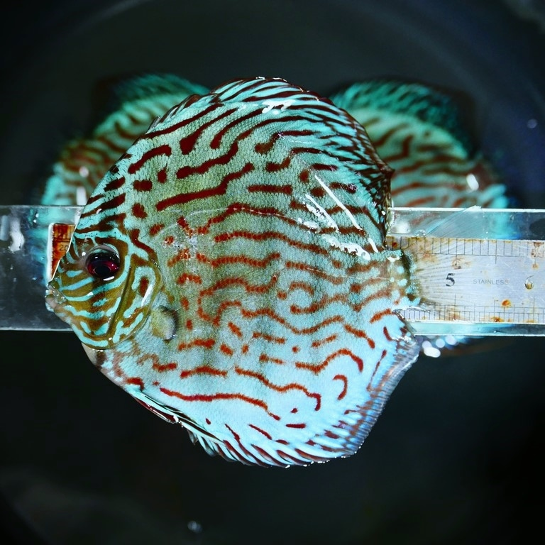 Brilliant Blue Turquoise Discus, Thick-Lined | Discus.com