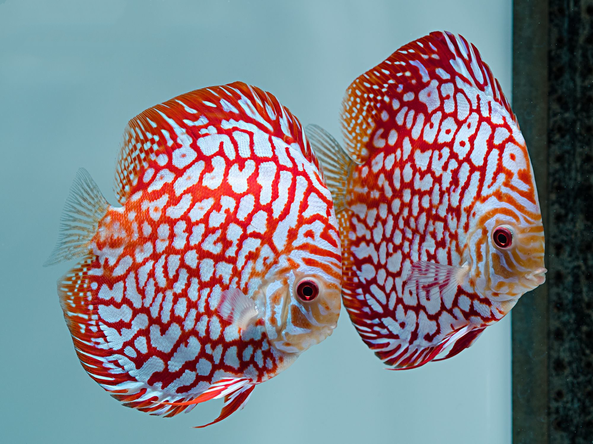 Checkerboard Pigeon Discus, Proven Breeding Pair | Discus.com