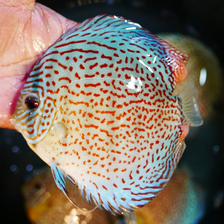 Classic Leopard Discus, Yellow Base – Discus.com