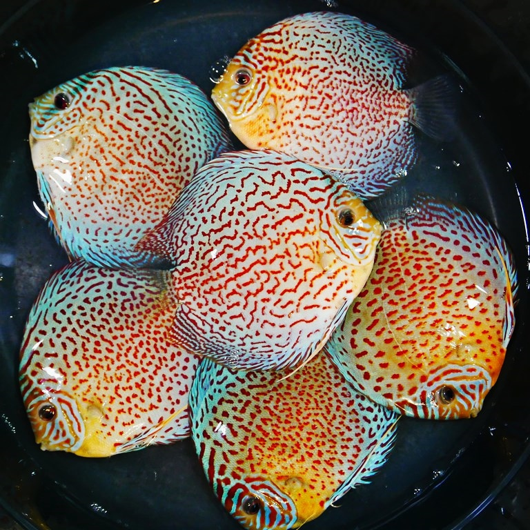 Classic Leopard Discus, Yellow Base – Discus.com