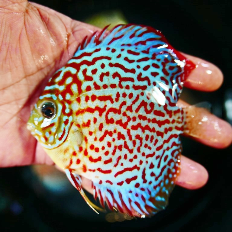 Classic Leopard Discus, Green Base | Discus.com