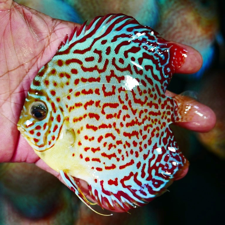 spotted leopard discus fish