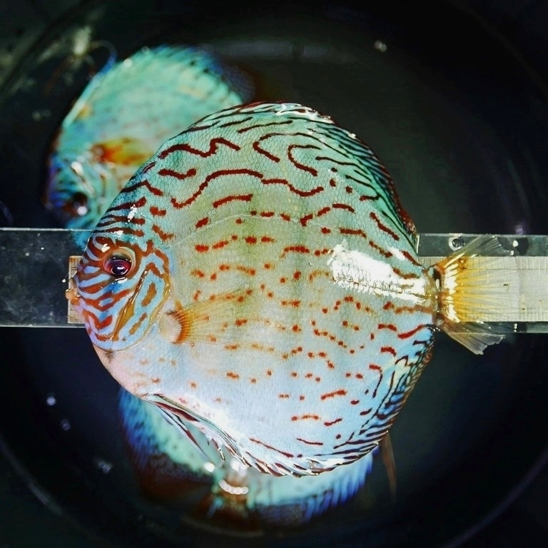 Giant Flora Cross Discus, Turquoise Base | Discus.com