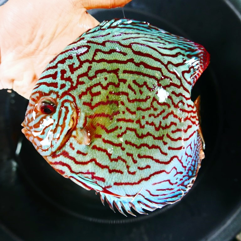 Brilliant Blue Turquoise Discus, Green Base | Discus.com