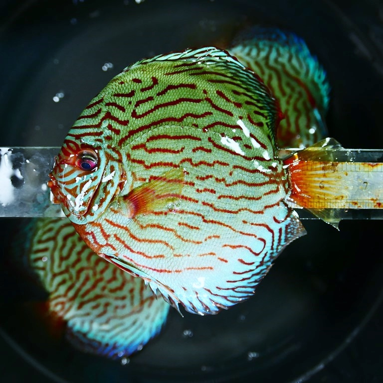 Brilliant Blue Turquoise Discus, Green Base | Discus.com