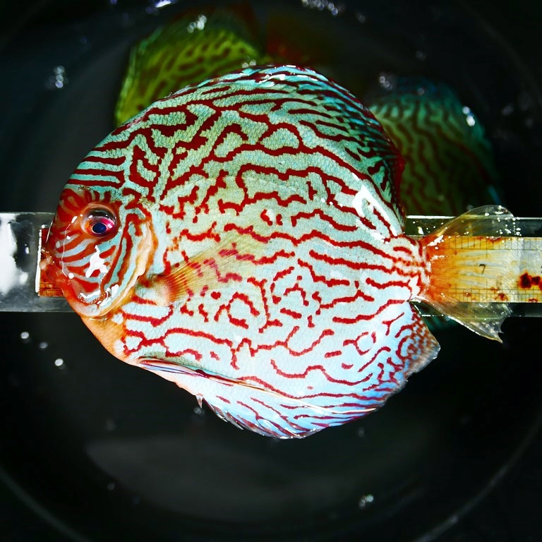 Brilliant Blue Turquoise Discus, Green Base | Discus.com