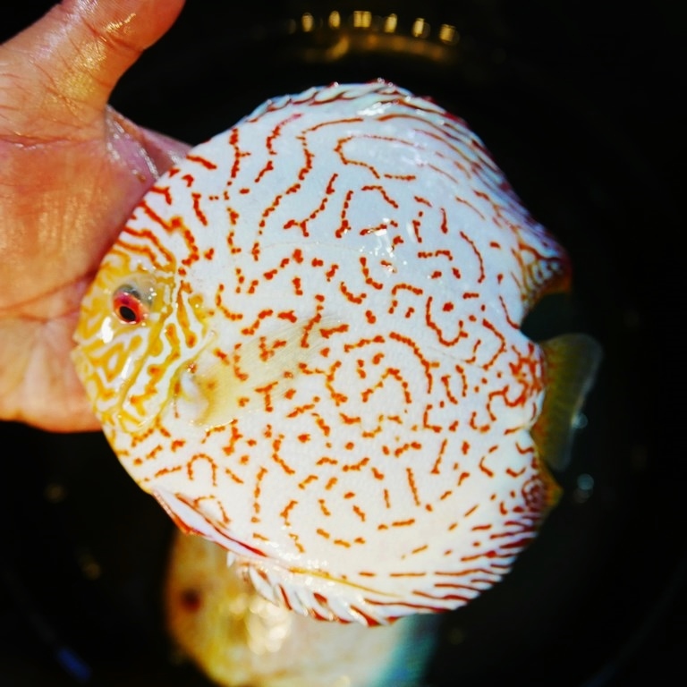 Tangerine Carnation Pigeon Discus | Discus.com