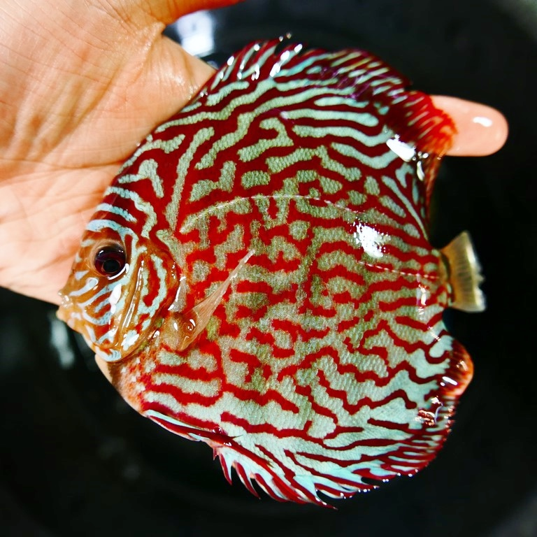 Red Altum Flora Discus, Thick Pattern | Discus.com