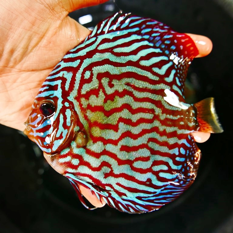 Red Altum Flora Discus, Thick Pattern | Discus.com