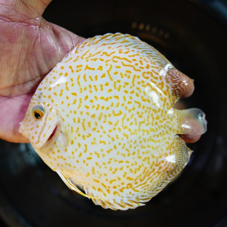Yellow Leopard Discus | Discus.com