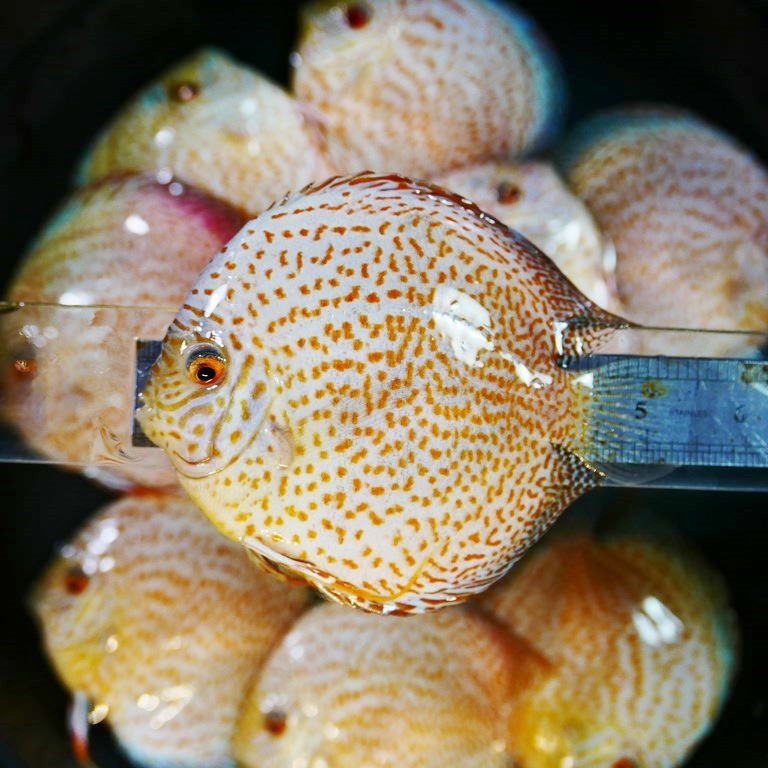 Yellow Leopard Discus | Discus.com
