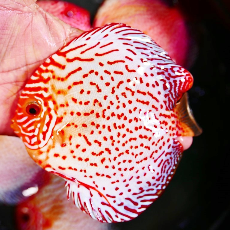 Golden Leopard Discus, Light Base – Discus.com