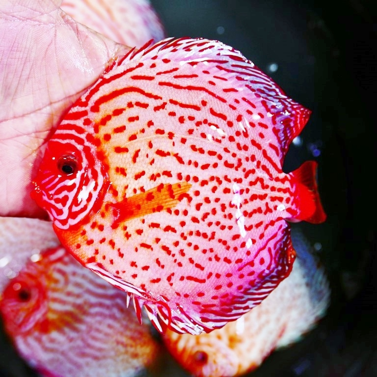 Golden Leopard Discus, Light Base – Discus.com