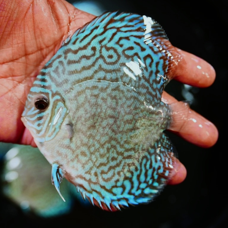 High Bodied Green Altum Flora Discus | Discus.com