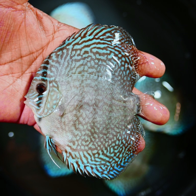 High Bodied Green Altum Flora Discus | Discus.com