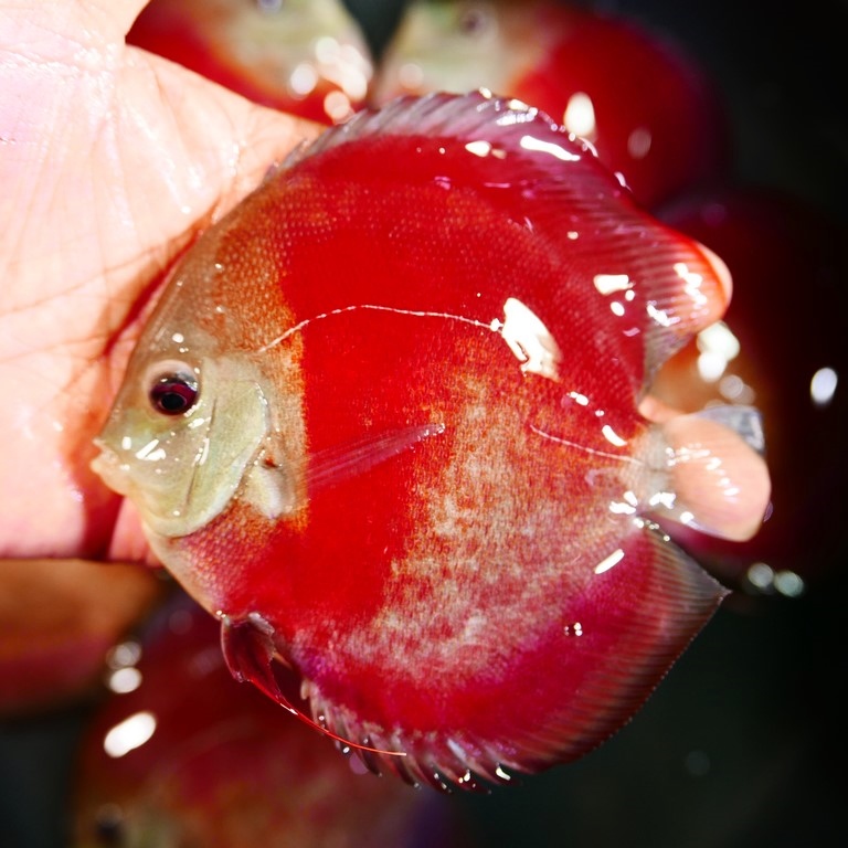 High Bodied Striated San Merah Discus | Discus.com