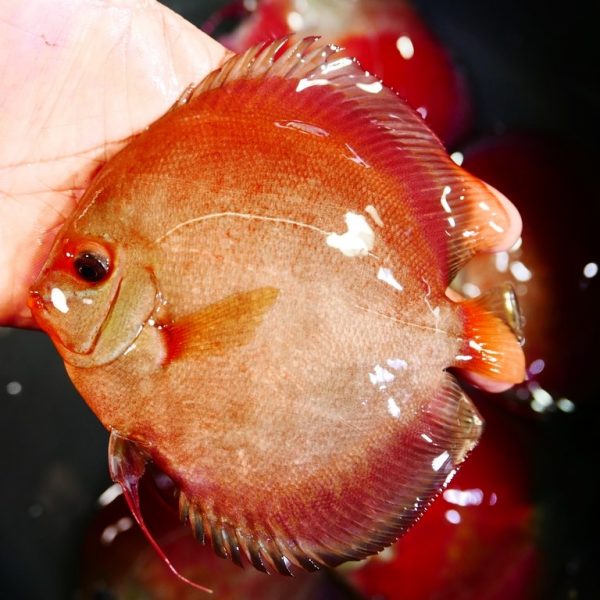 High Bodied Striated San Merah Discus | Discus.com