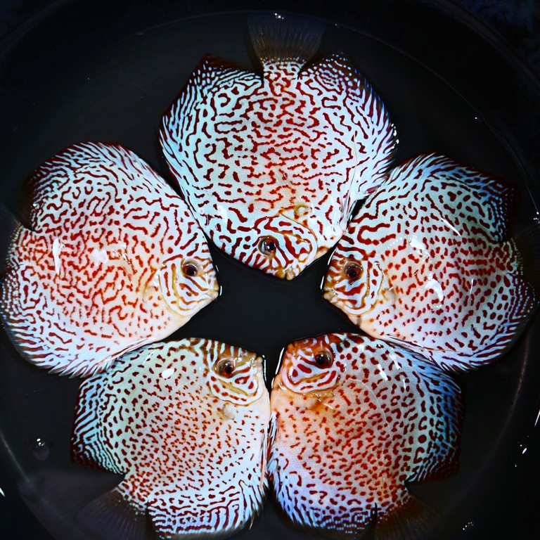 Mosaic Leopard Discus, Orange Base, Wide Pattern | Discus.com