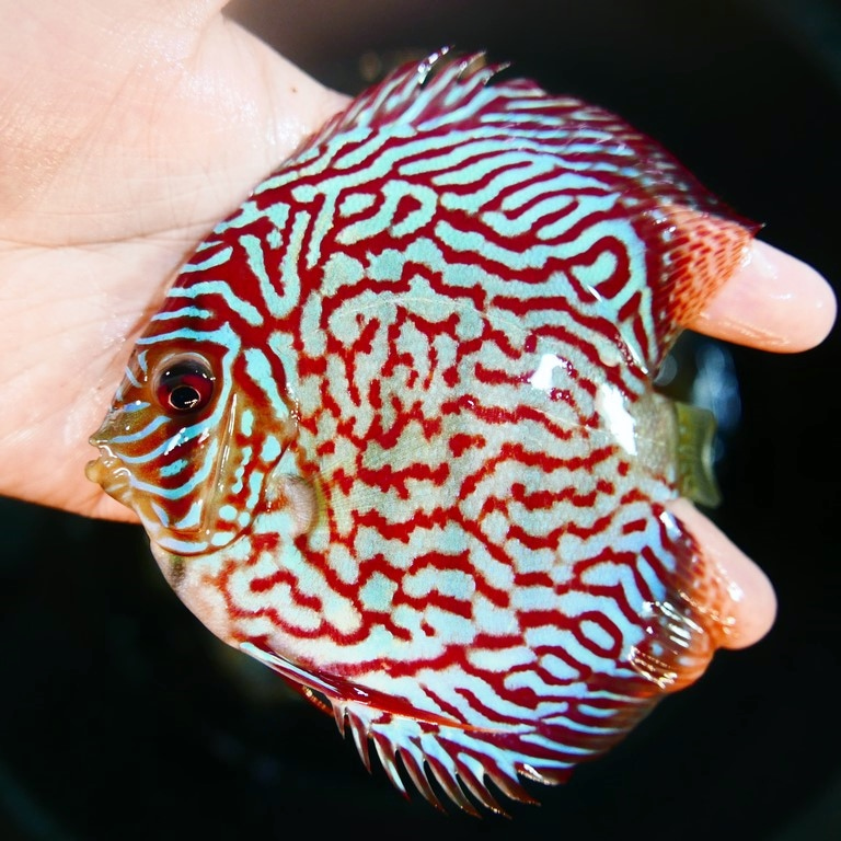 Mosaic Turquoise Discus, Blue Base, Wide Pattern – Discus.com