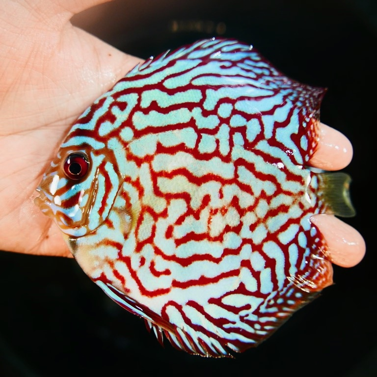 Mosaic Turquoise Discus, Blue Base, Wide Pattern – Discus.com