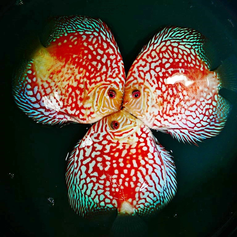 Red Panda Discus, Clustered Pattern | Discus.com