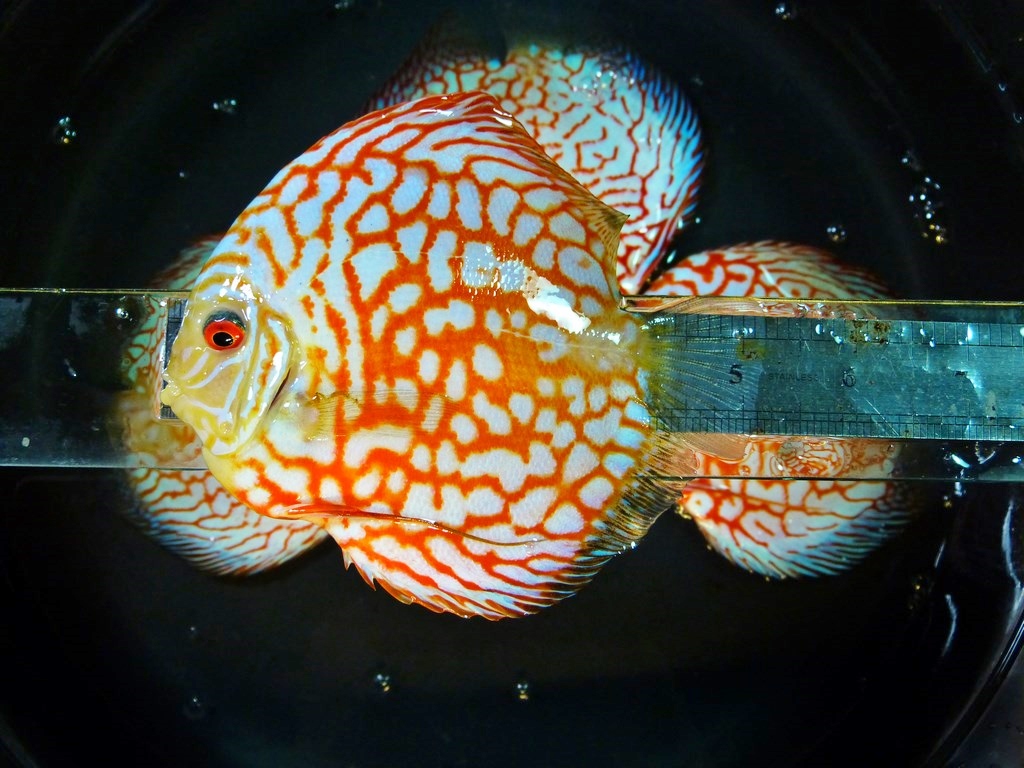 Tangerine Pearl Pigeon Discus | Discus.com