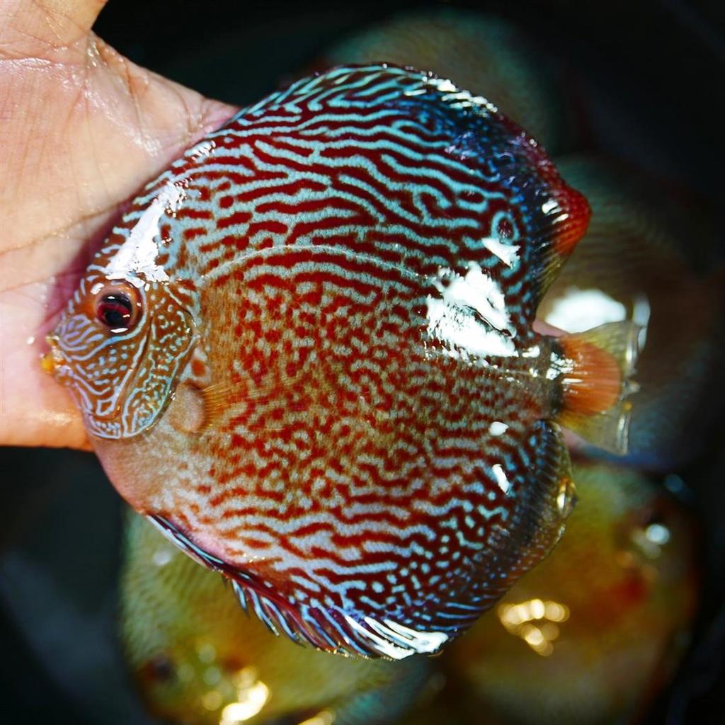 Green Snakeskin (14-Bar) Discus, Red Base | Discus.com