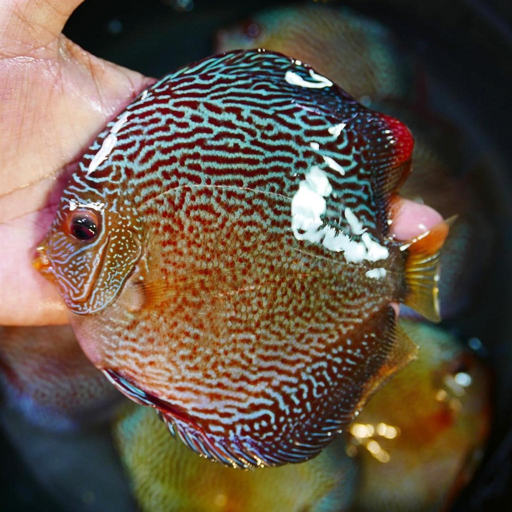 Green Snakeskin (14-Bar) Discus, Red Base | Discus.com