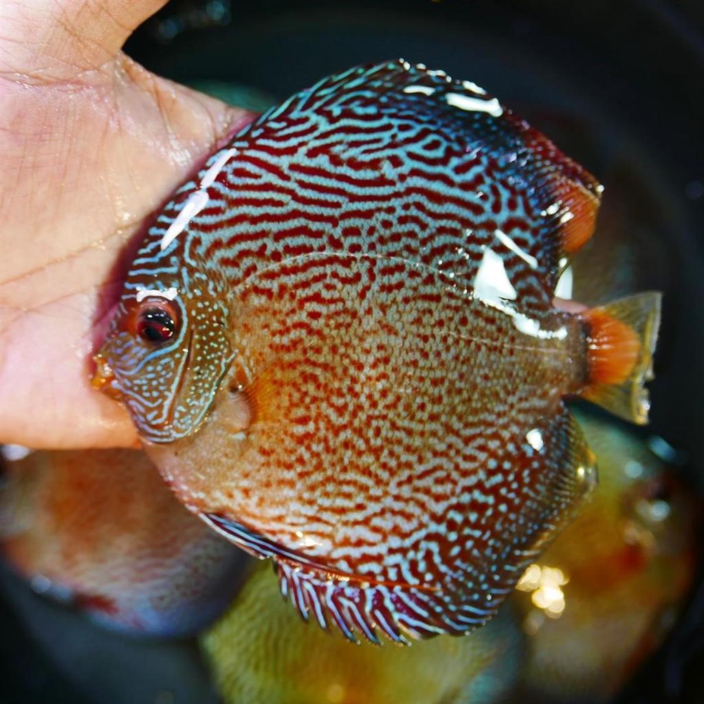 Green Snakeskin (14-Bar) Discus, Red Base | Discus.com