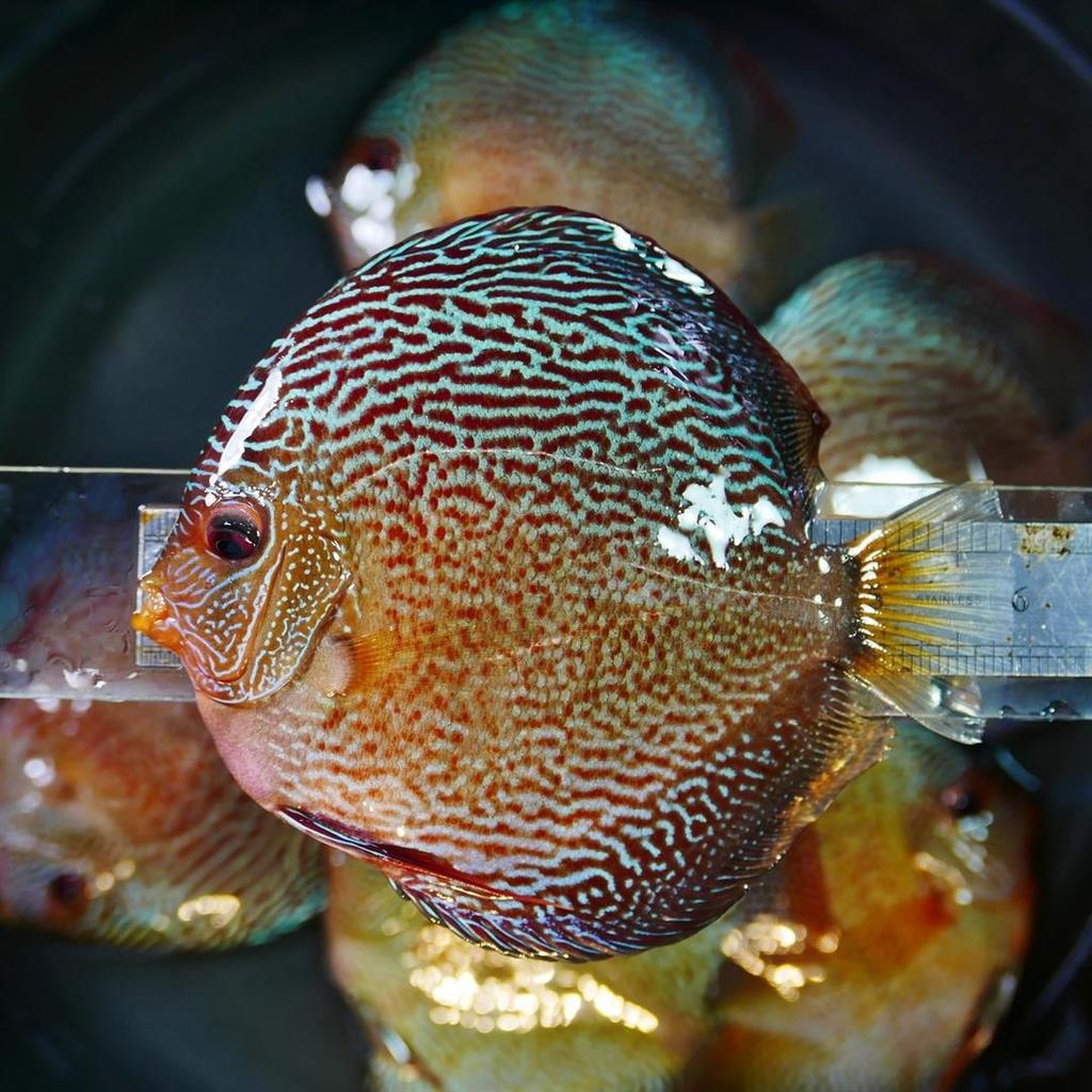 Green Snakeskin (14-Bar) Discus, Red Base | Discus.com