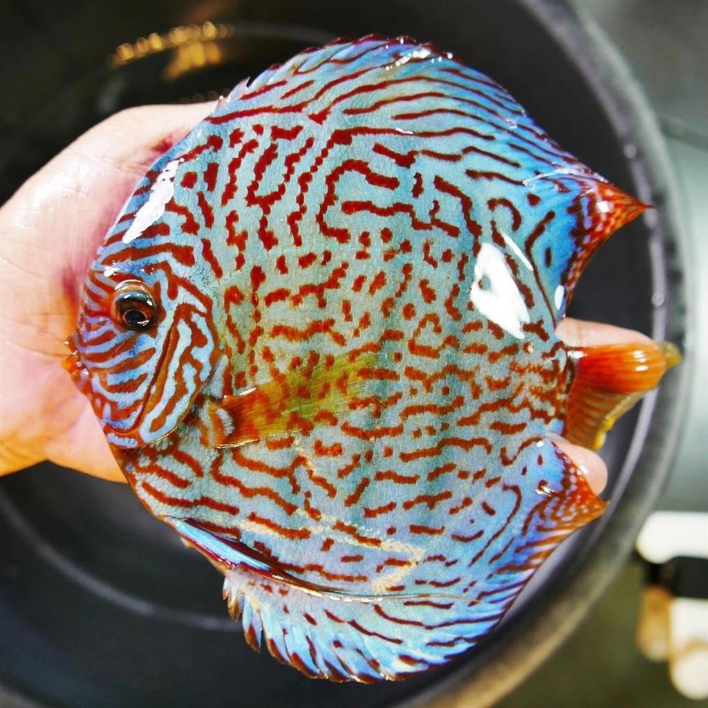 High Bodied Brilliant Blue Turquoise Discus | Discus.com