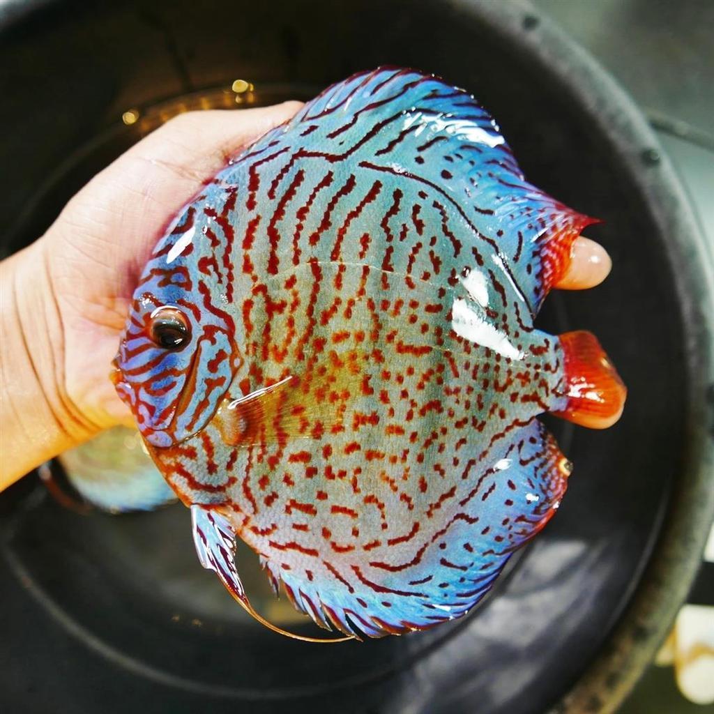 High Bodied Brilliant Blue Turquoise Discus | Discus.com